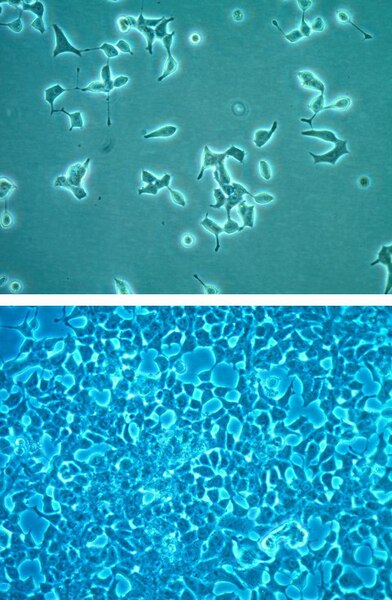 INS-1 832/13 Rat Insulinoma Cell Line | SCC207